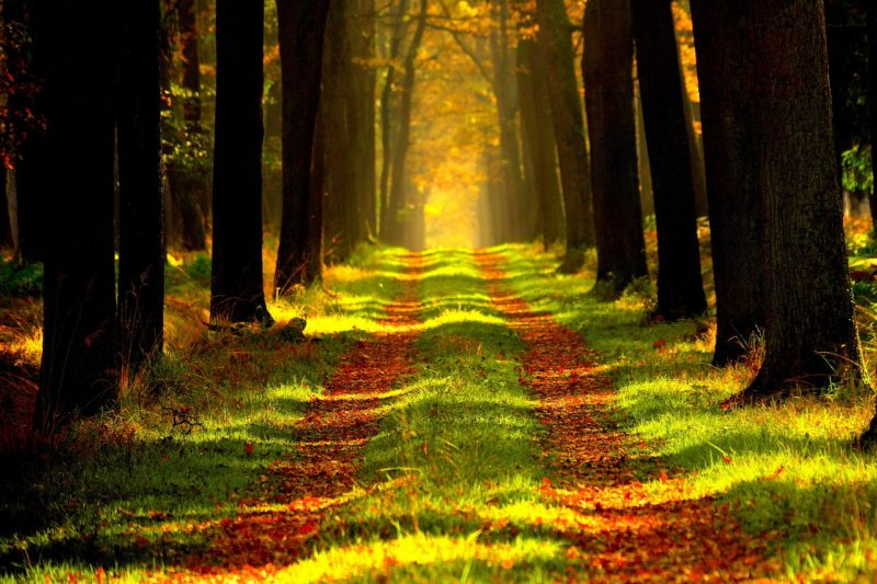 out Of The Woods LifeENGLISH out-of-the-woods-lifeenglish